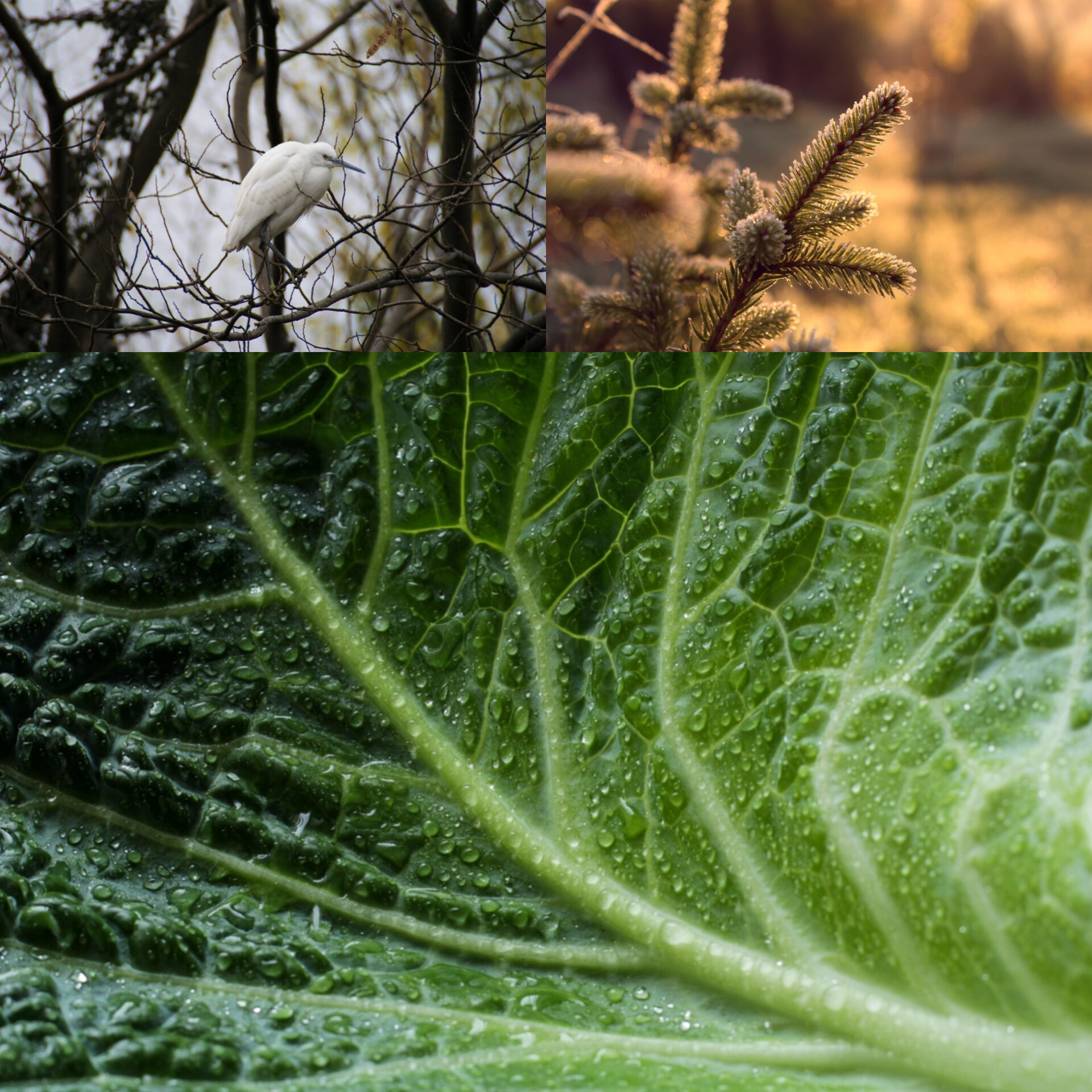 Ecology: How It Differs, A Broad Spectrum - EcoSci Hub