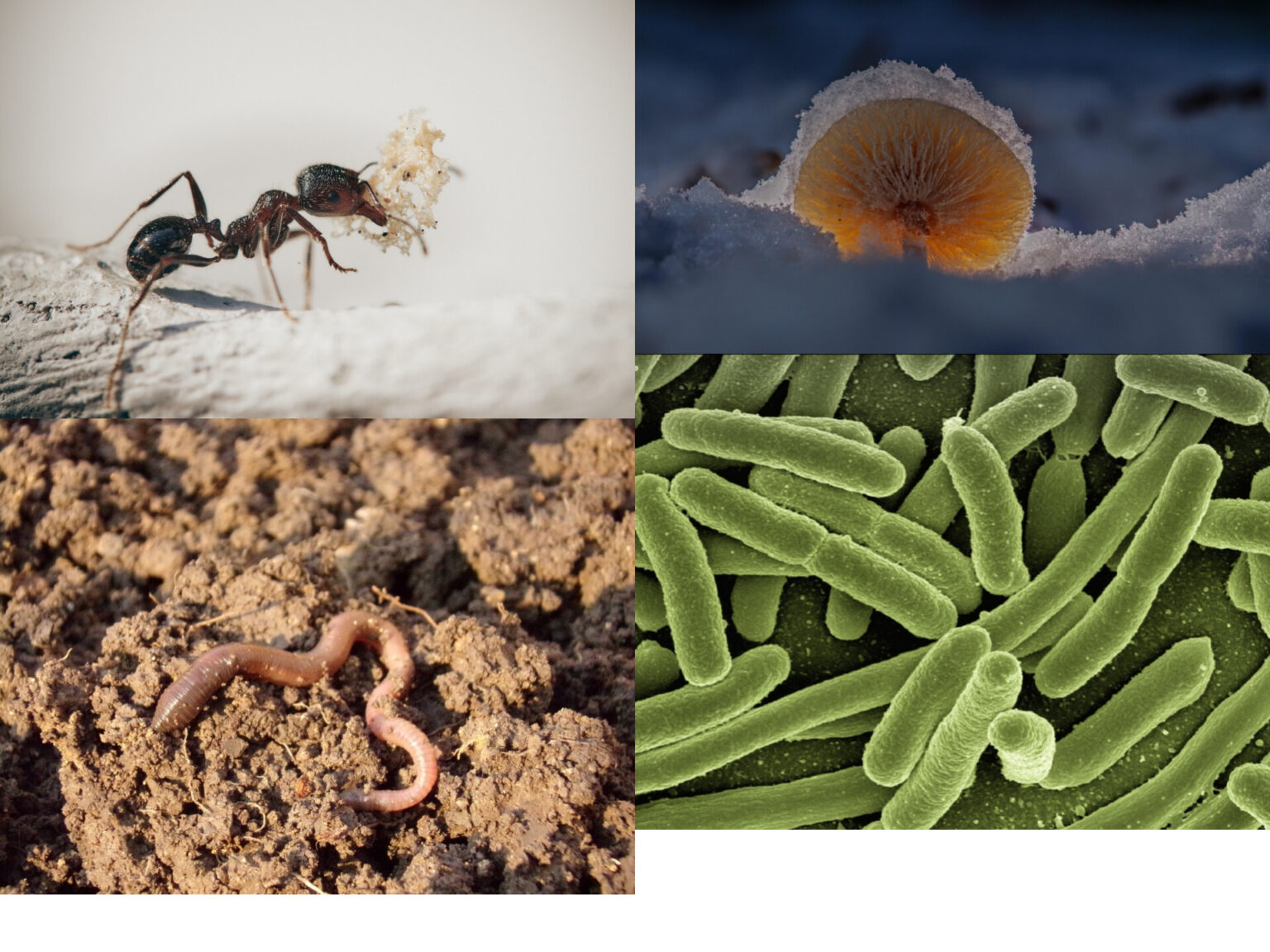 Decomposers: The Silent Hero Of Ecosystem - EcoSci Hub